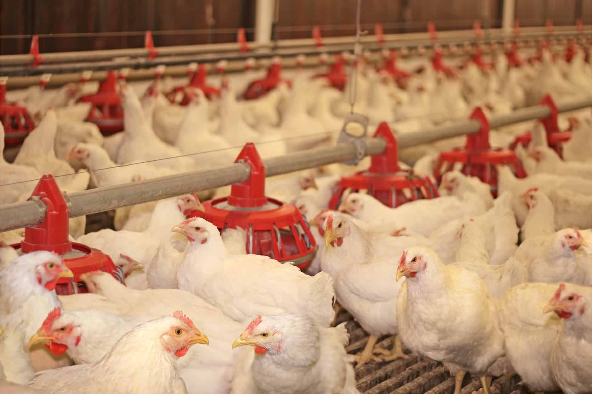 Bachoco y las importaciones de pollo a México - Opportimes