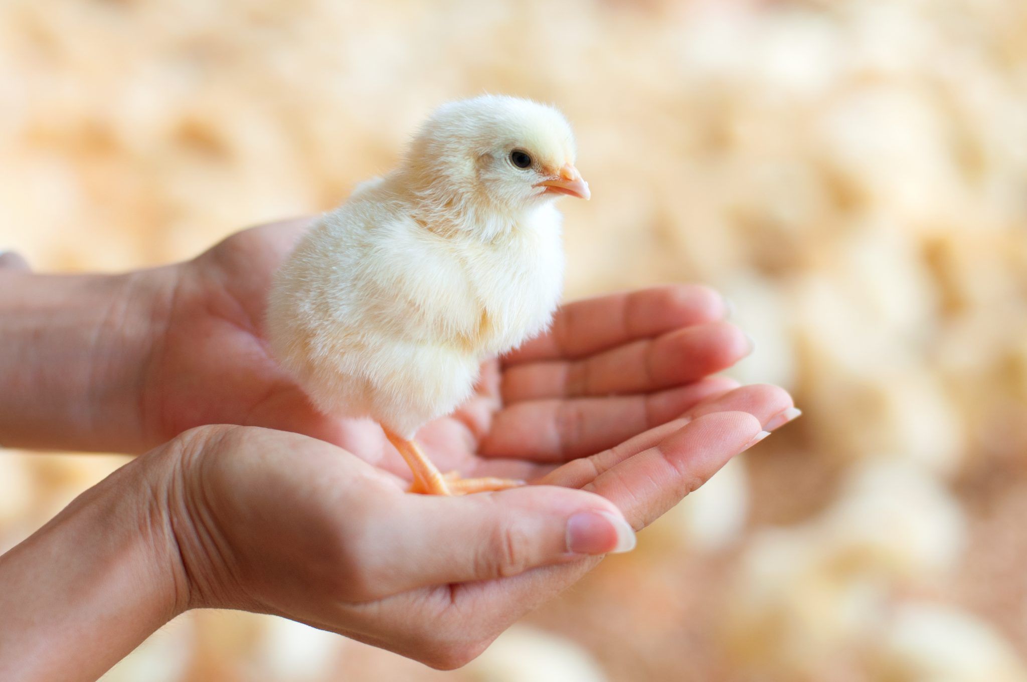 Los principales productores de pollo del mundo en 2020 - Opportimes