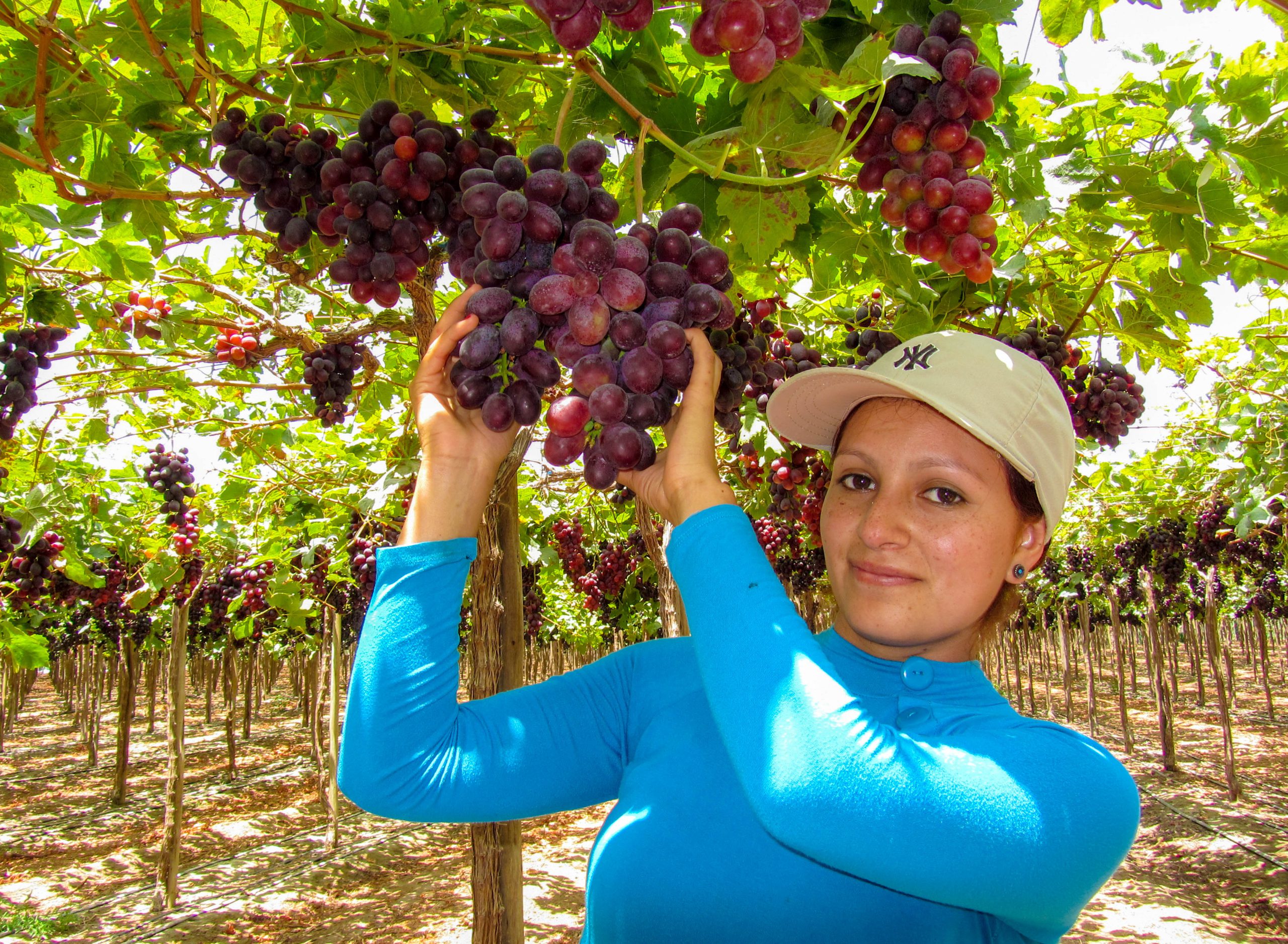 The 10 countries that export the most grapes in the world - Opportimes